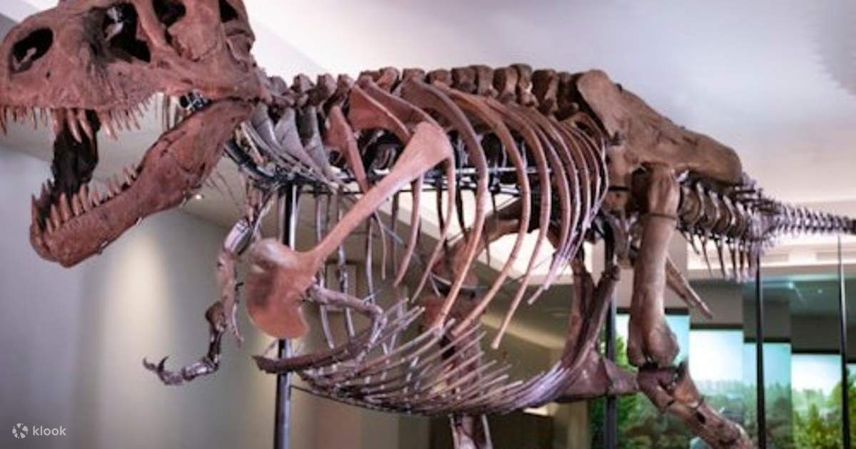 Vé vào Bảo tàng Lịch sử Tự nhiên Field ở Chicago - Klook Việt Nam